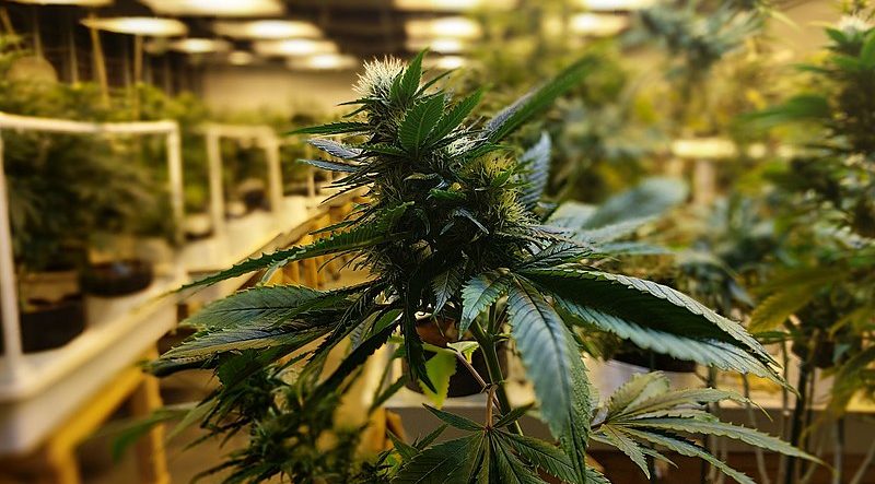 What to Note in Cannabis Facilities Design - Innodez